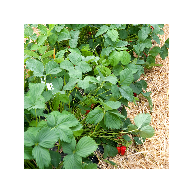 Cigaline