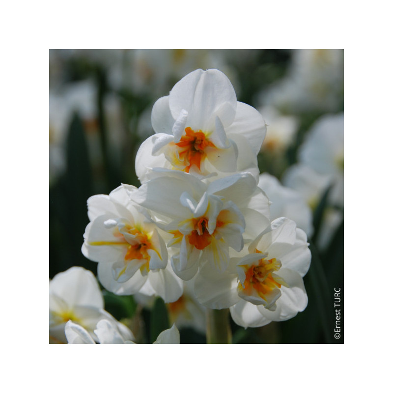 Sir Winston Churchill